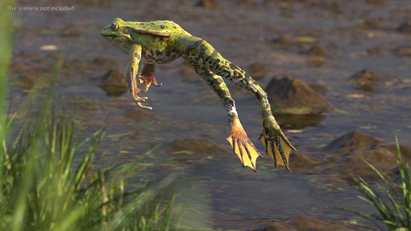 3D Frog Life Cycle Stages Rigged for Cinema 4D - TurboSquid 1727499