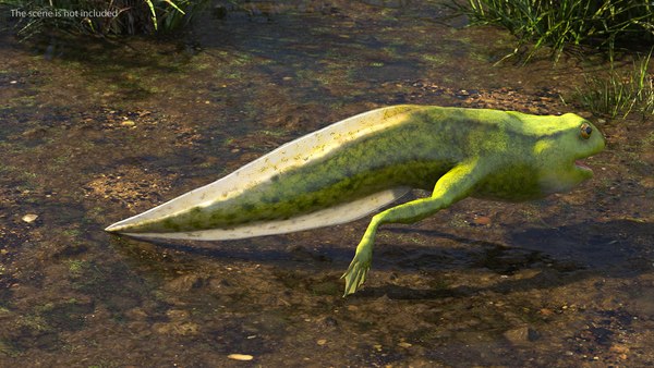 3D Frog Life Cycle Stages Rigged for Cinema 4D - TurboSquid 1727499