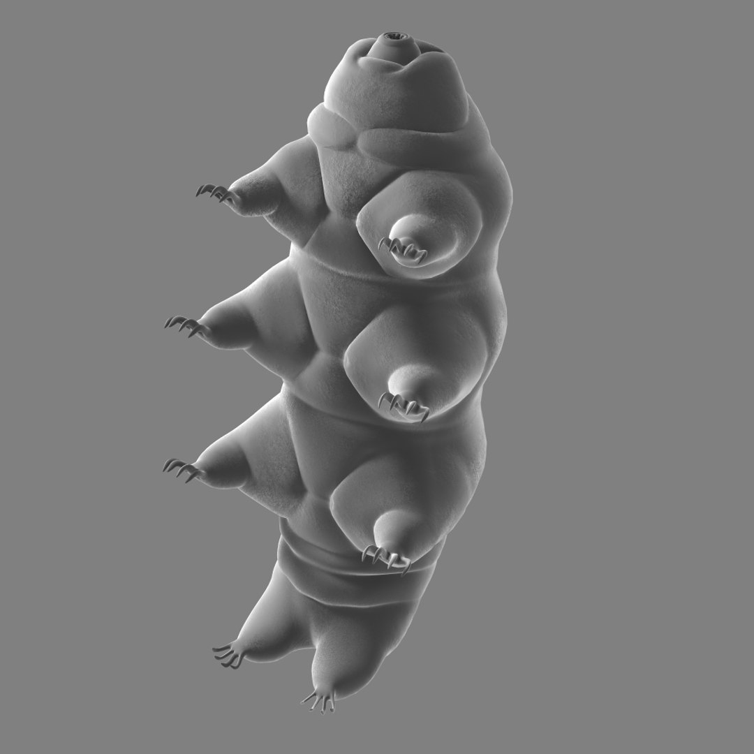 Extremophile Tardigrade Macrobiotus Sapiens Obj