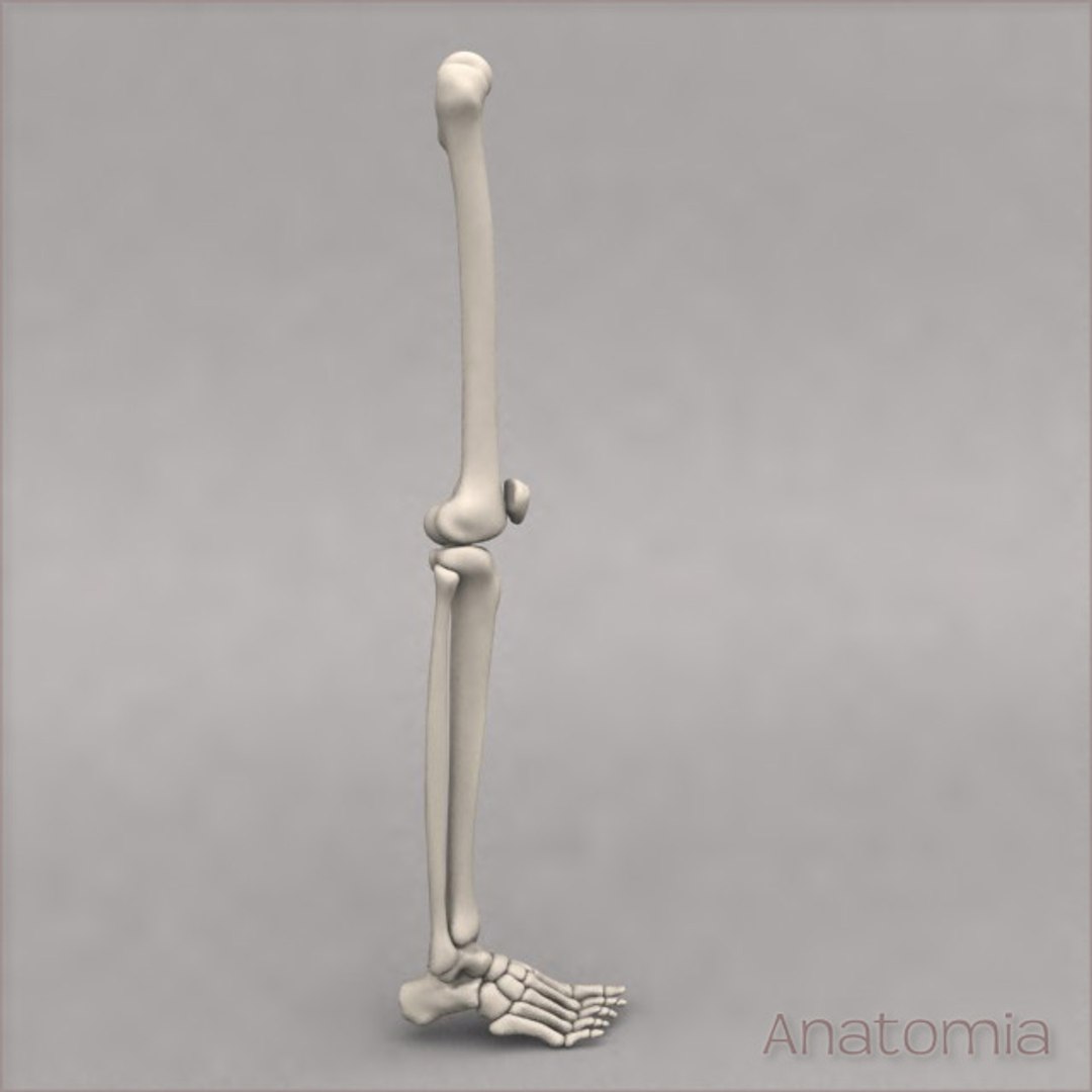 Max Male Human Leg Skeleton Bone