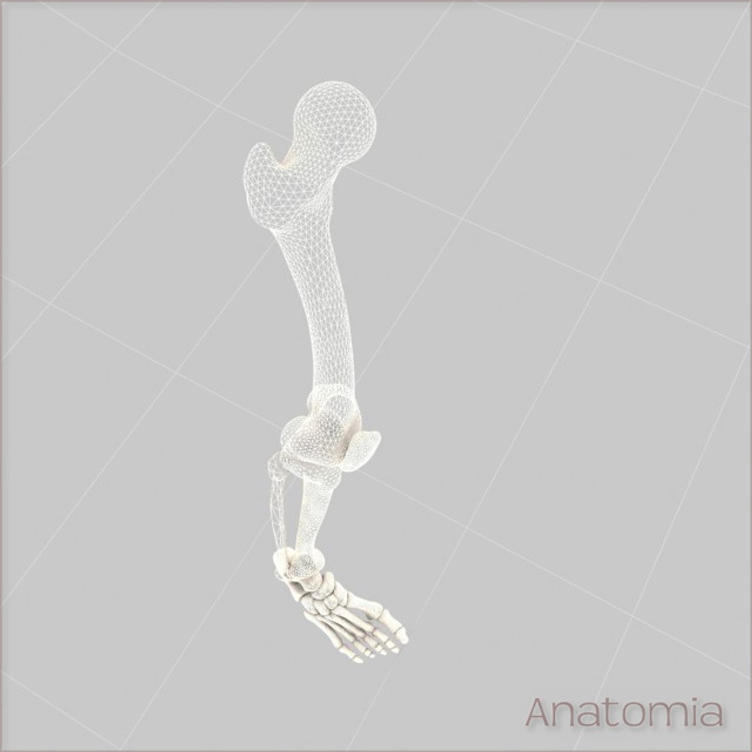 Max Male Human Leg Skeleton Bone