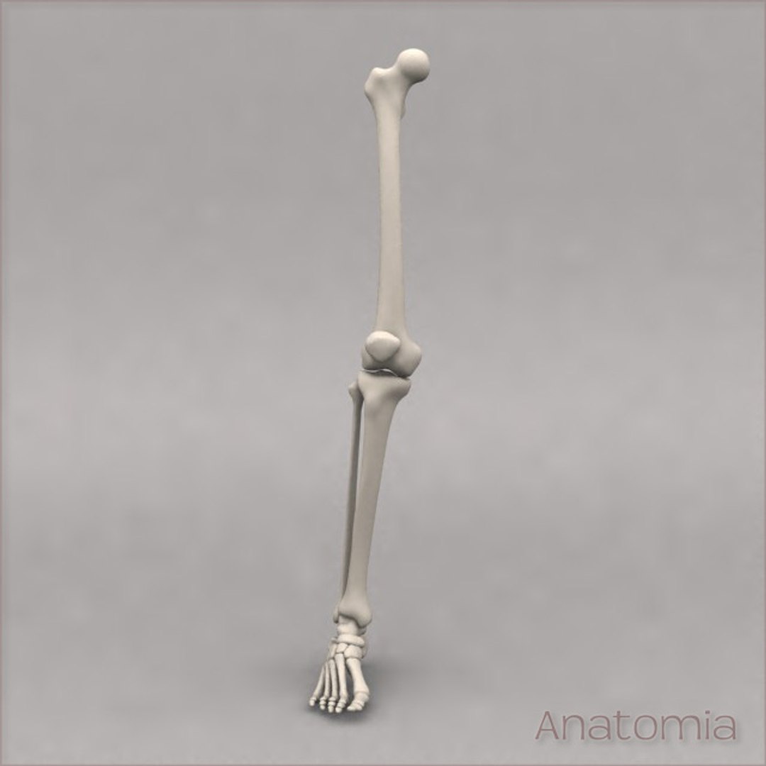 Max Male Human Leg Skeleton Bone