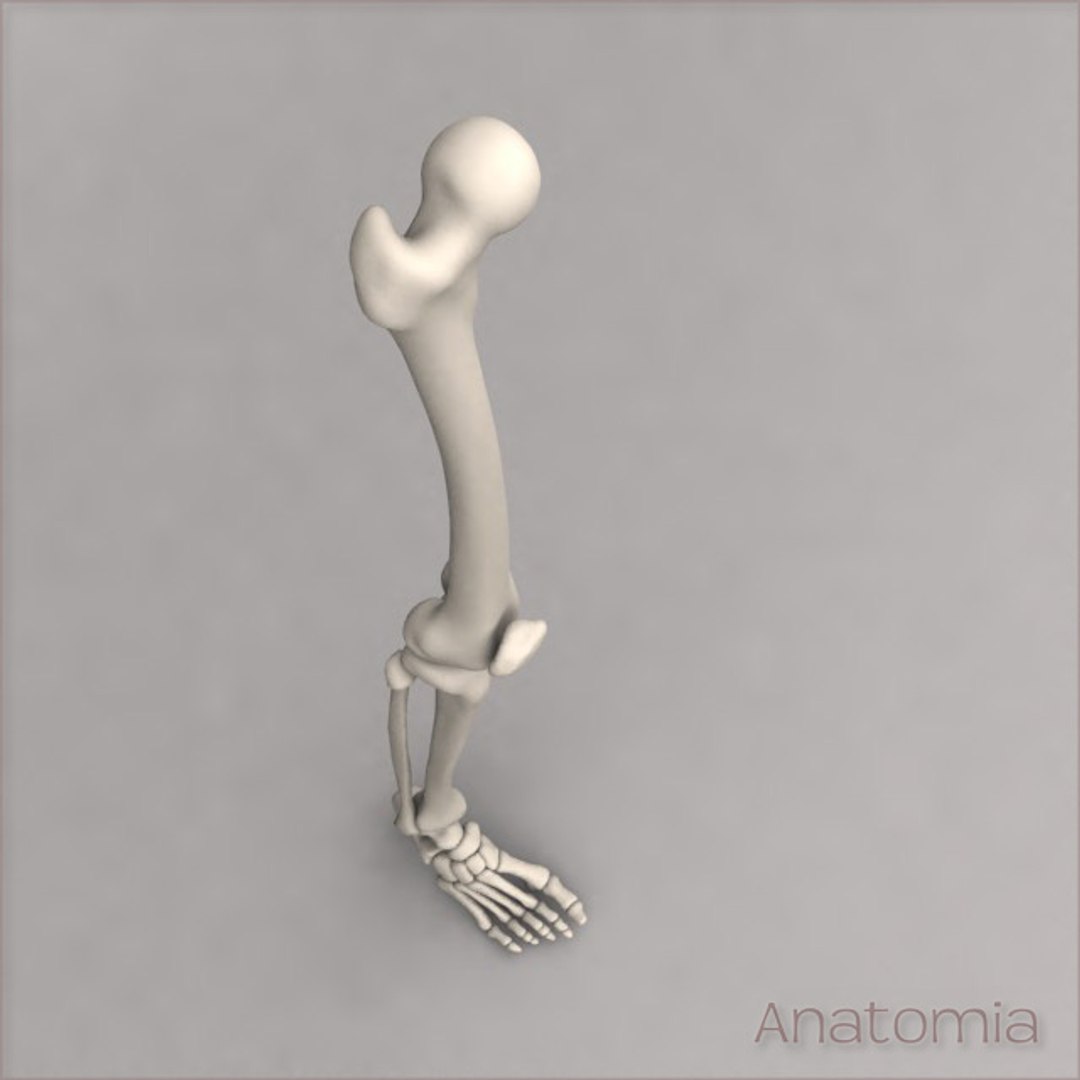 Max Male Human Leg Skeleton Bone