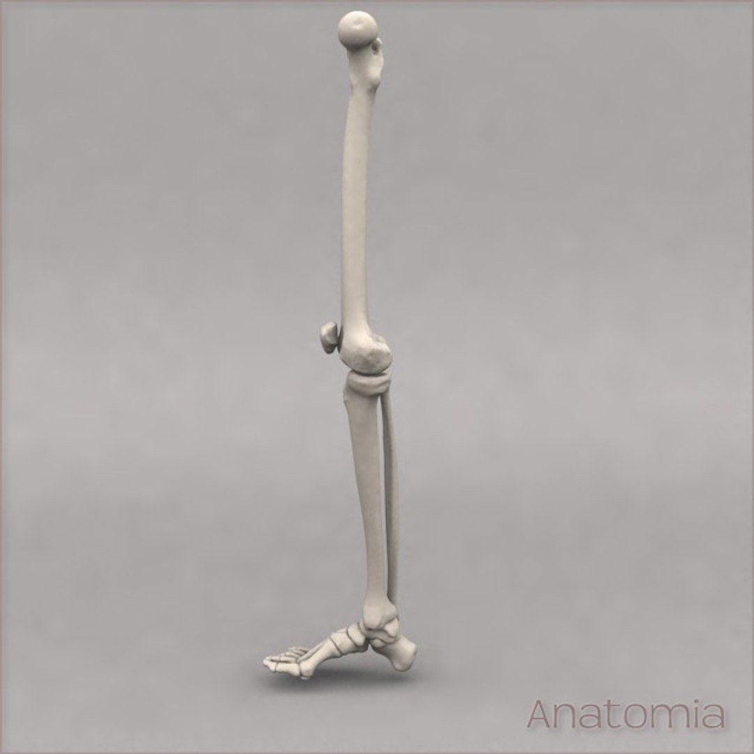 Max Male Human Leg Skeleton Bone