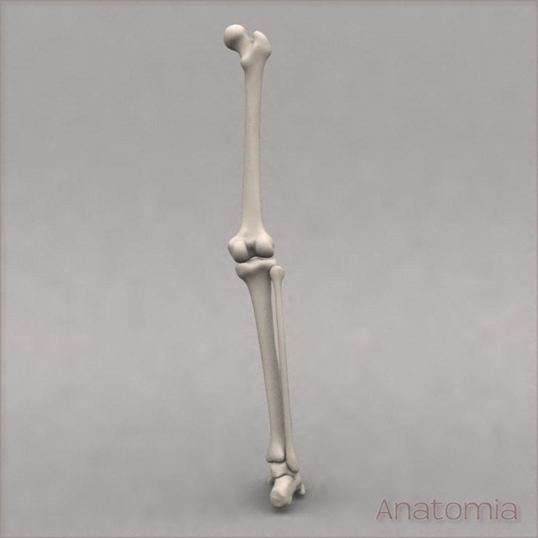 Max Male Human Leg Skeleton Bone
