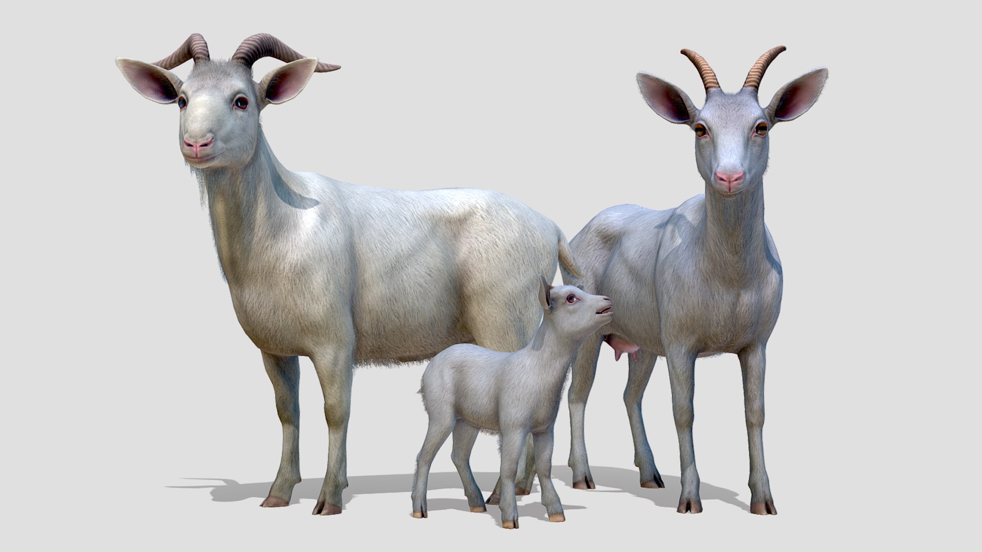 3D Model Goat Family - TurboSquid 2386120