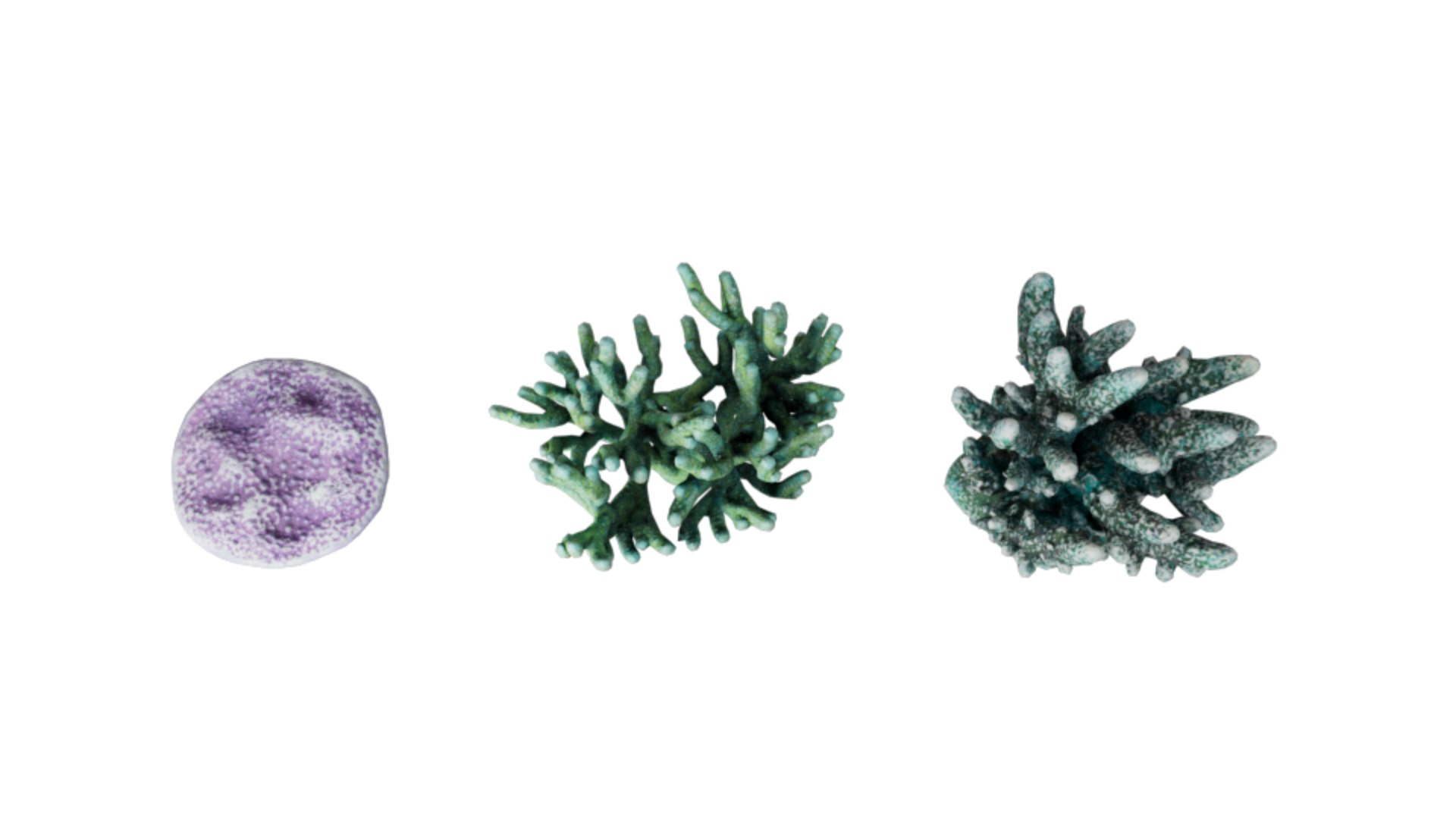 3D Model Coral V02 - TurboSquid 2382013