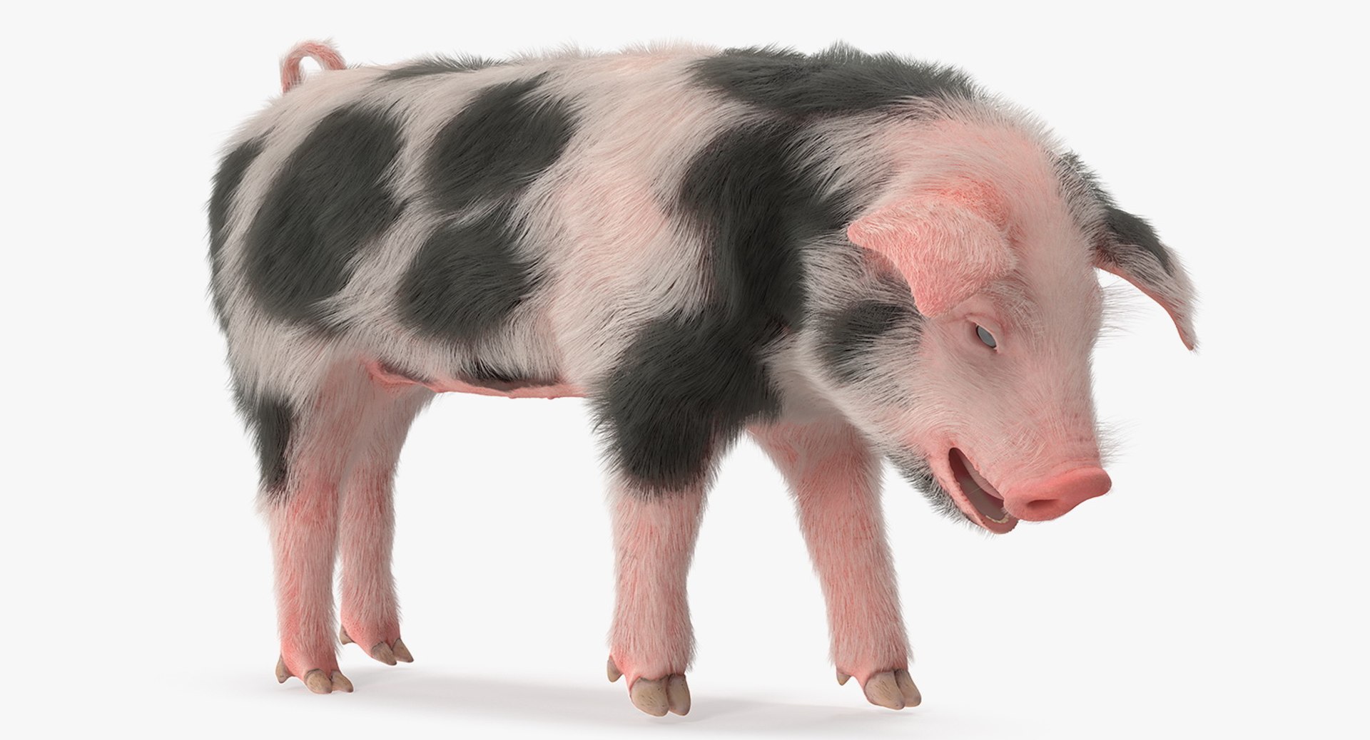 Pig Piglet Pietrain Standing 3D Model - TurboSquid 1370957