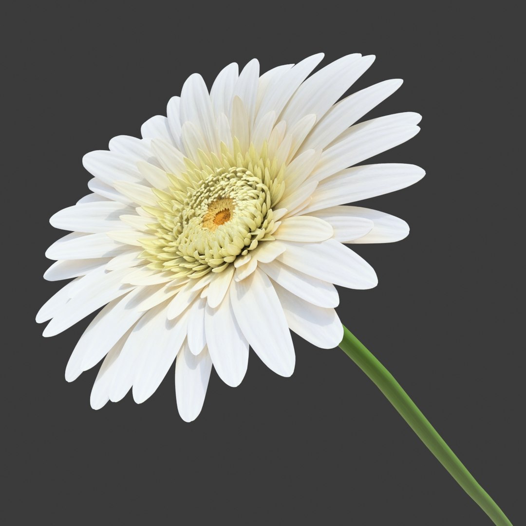 Gerbera Stem 3D Model - TurboSquid 1195963