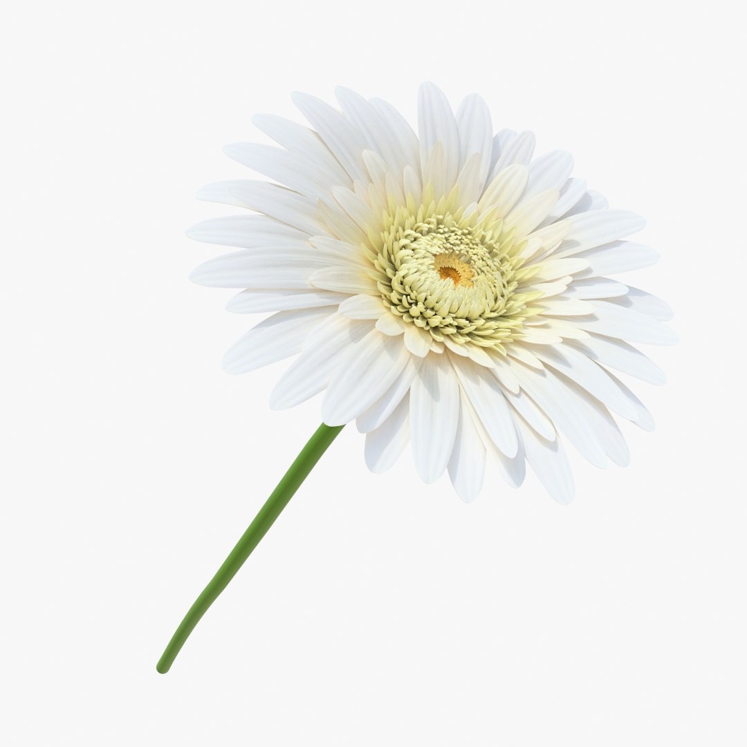 Gerbera Stem 3D Model - TurboSquid 1195963