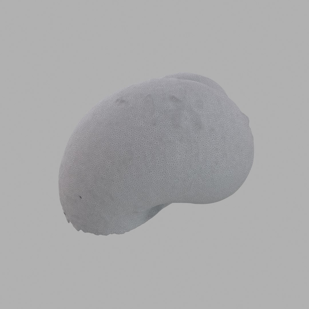 Snail shell model - TurboSquid 1220816