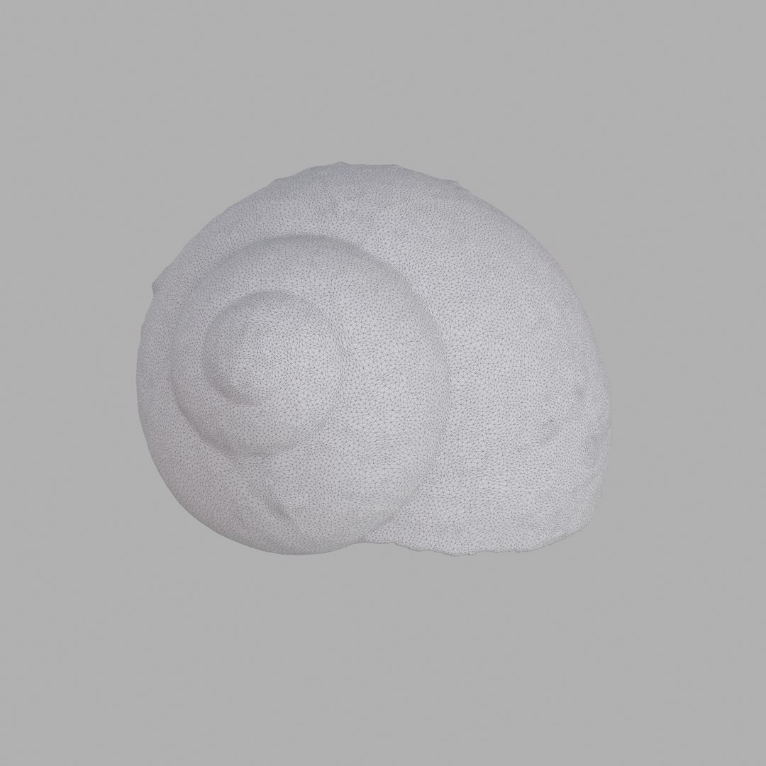 Snail shell model - TurboSquid 1220816