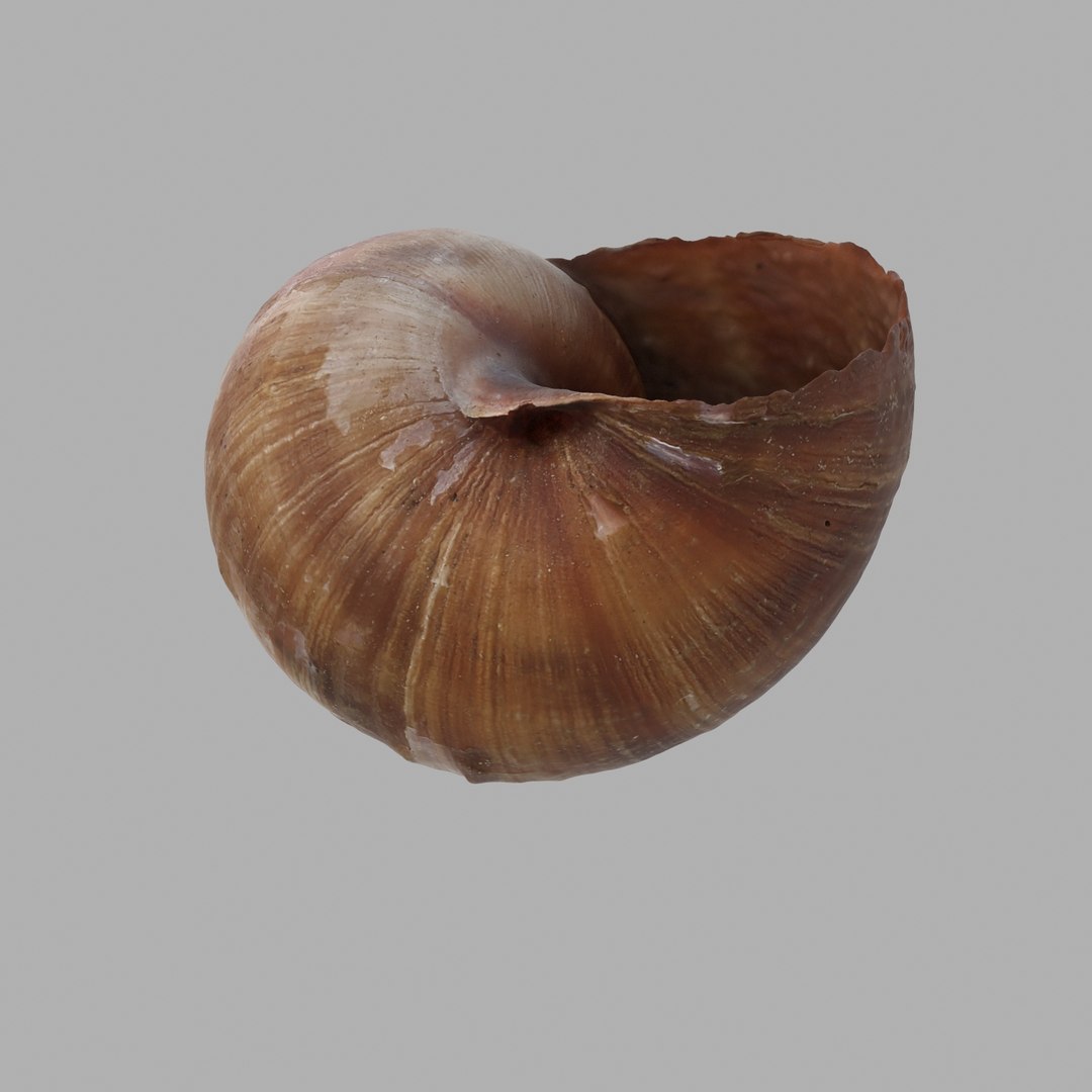 Snail shell model - TurboSquid 1220816