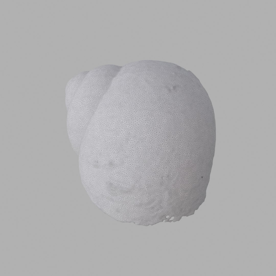 Snail shell model - TurboSquid 1220816
