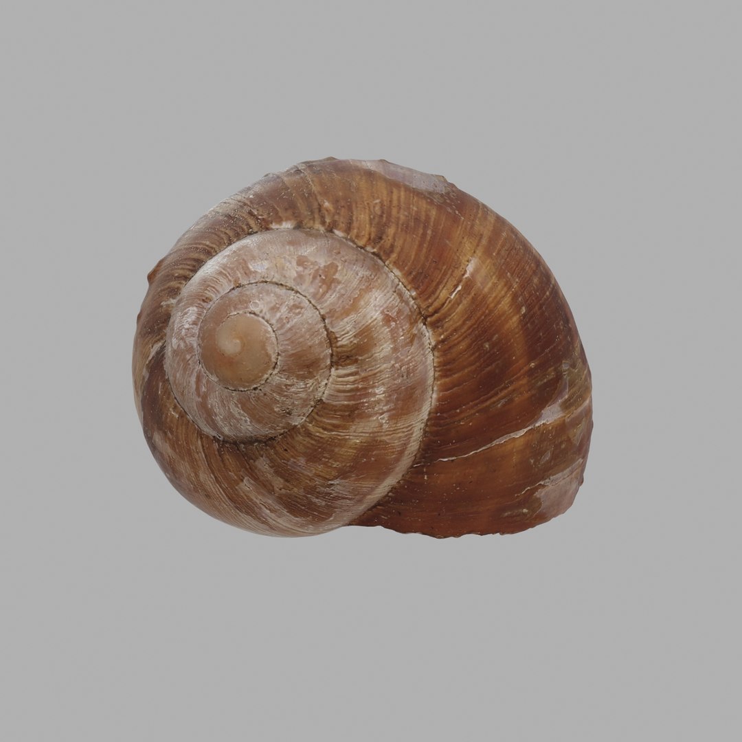Snail shell model - TurboSquid 1220816