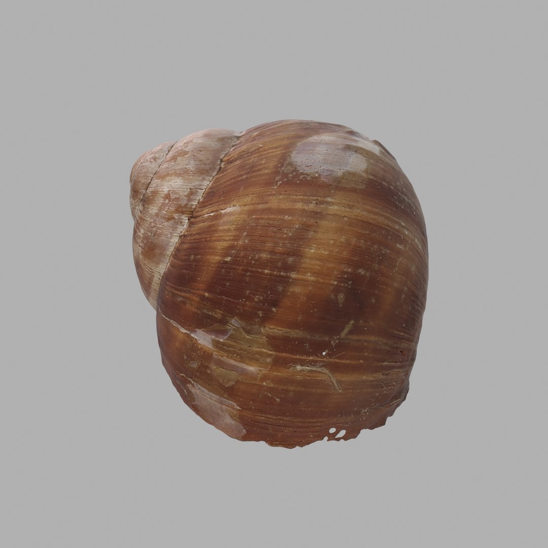 Snail shell model - TurboSquid 1220816