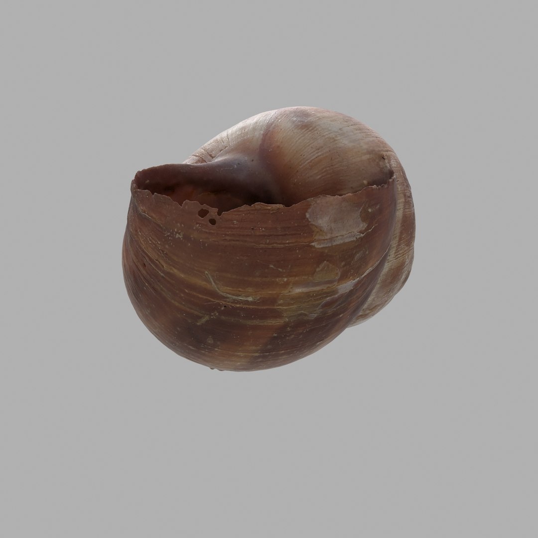 Snail shell model - TurboSquid 1220816