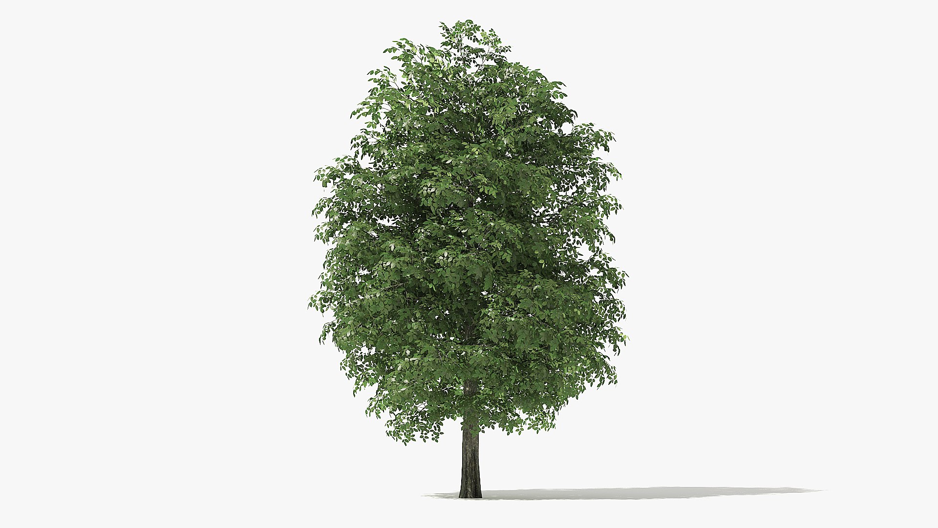 3D rock elm tree - TurboSquid 1464510