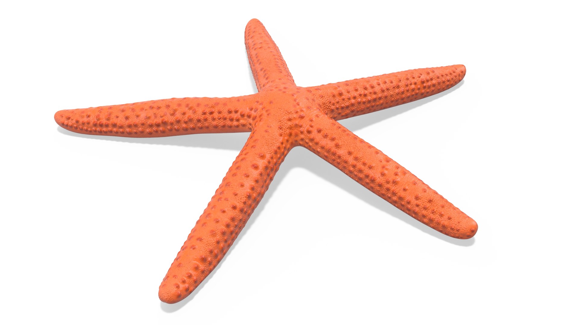 Mediterranean Red Sea Star 3D Model - TurboSquid 2223308
