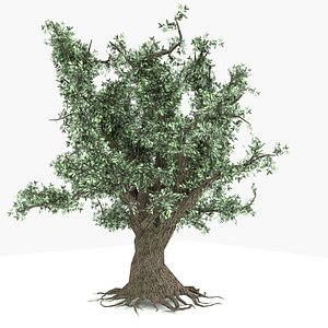Oak Tree glTF Models for Download | TurboSquid