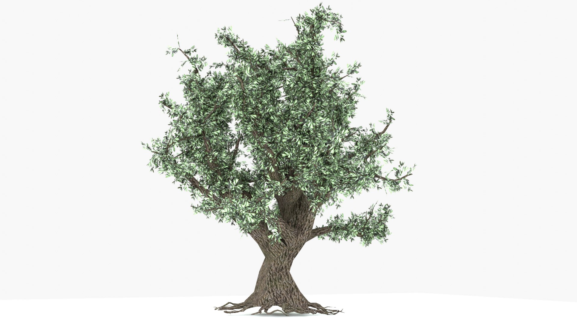 3D Oak Tree Live Model - TurboSquid 1710805