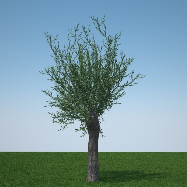 Low Poly Willow Tree 3D Models for Download | TurboSquid