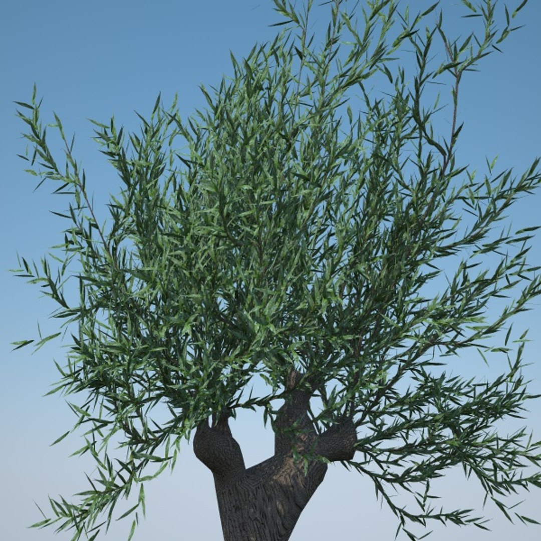 c4d pollard willow tree