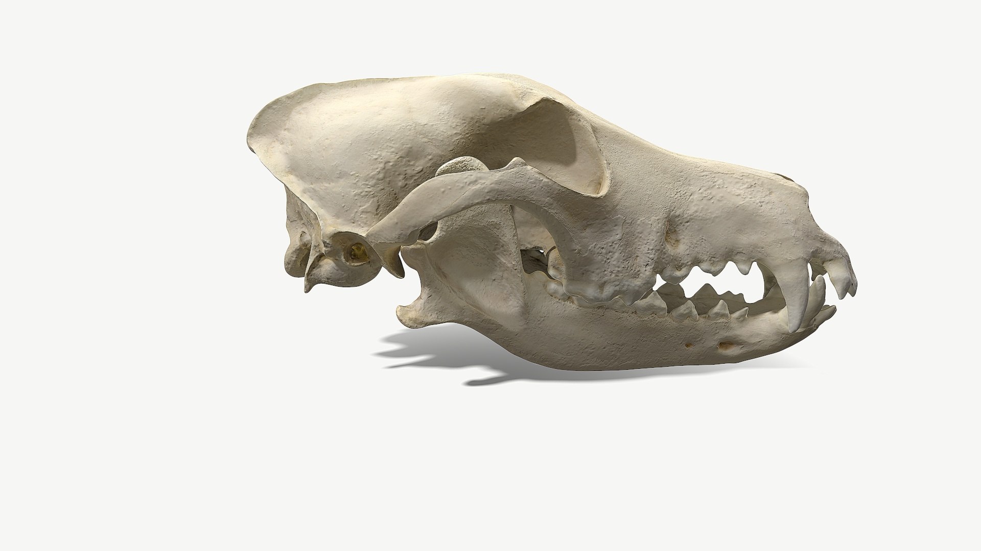 Dog skull 3D model - TurboSquid 1667748