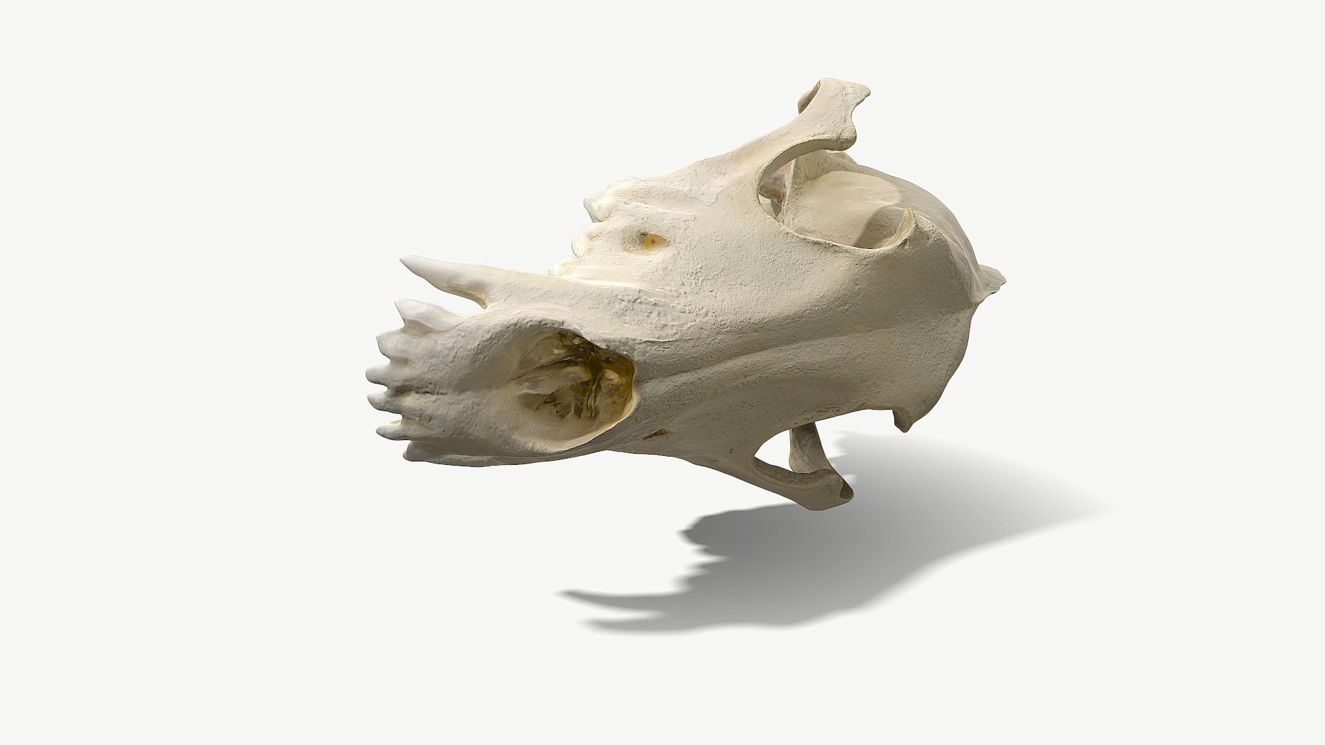 Dog skull 3D model - TurboSquid 1667748