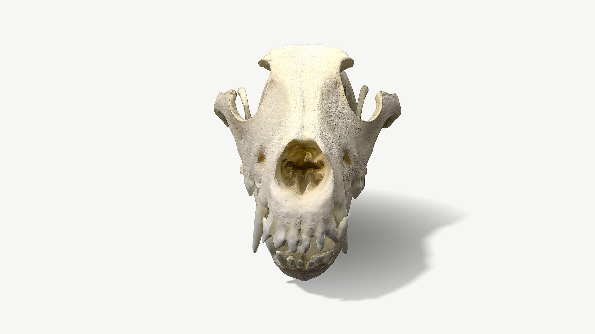 Dog skull 3D model - TurboSquid 1667748