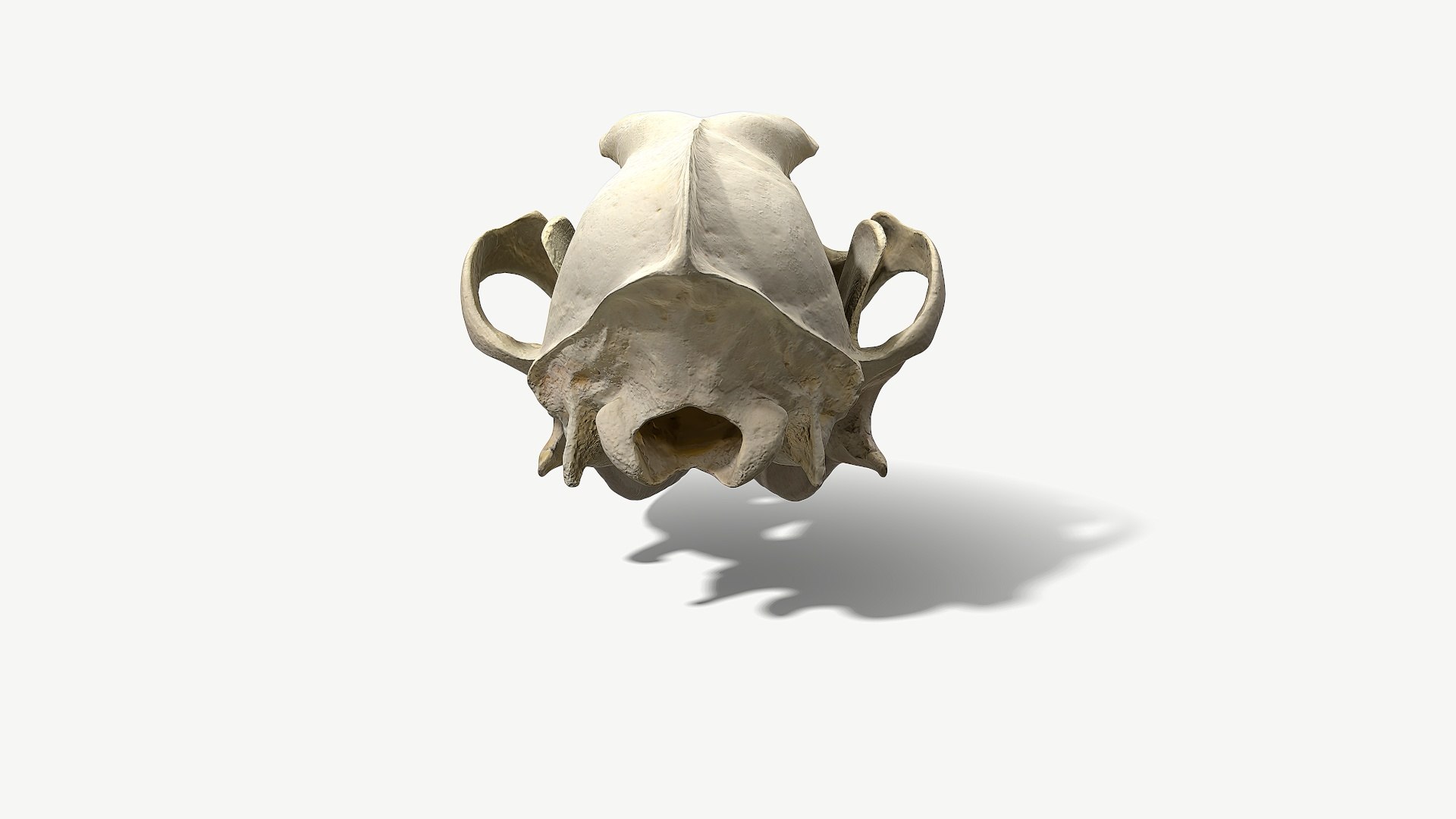 Dog skull 3D model - TurboSquid 1667748
