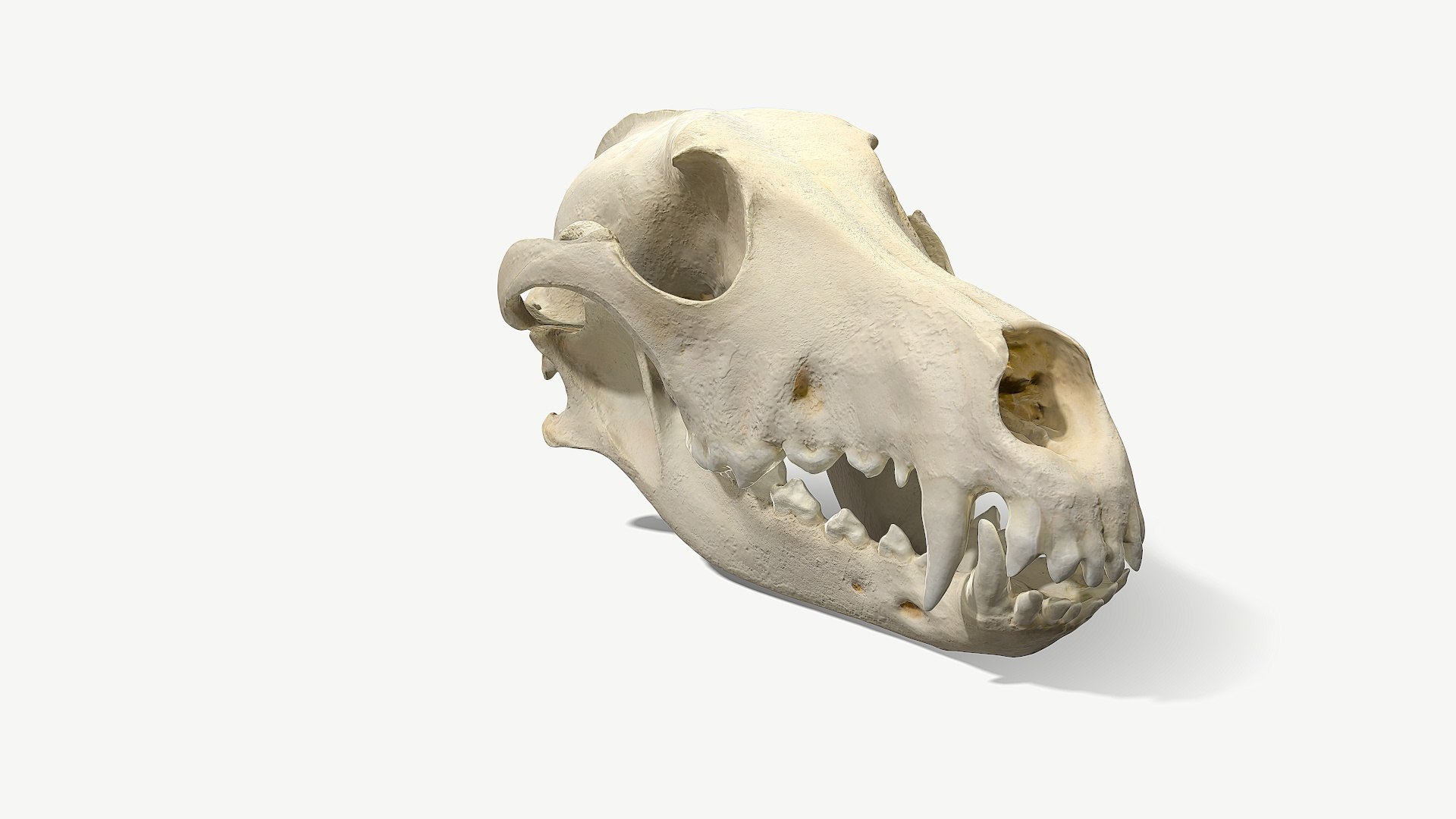 Dog skull 3D model - TurboSquid 1667748