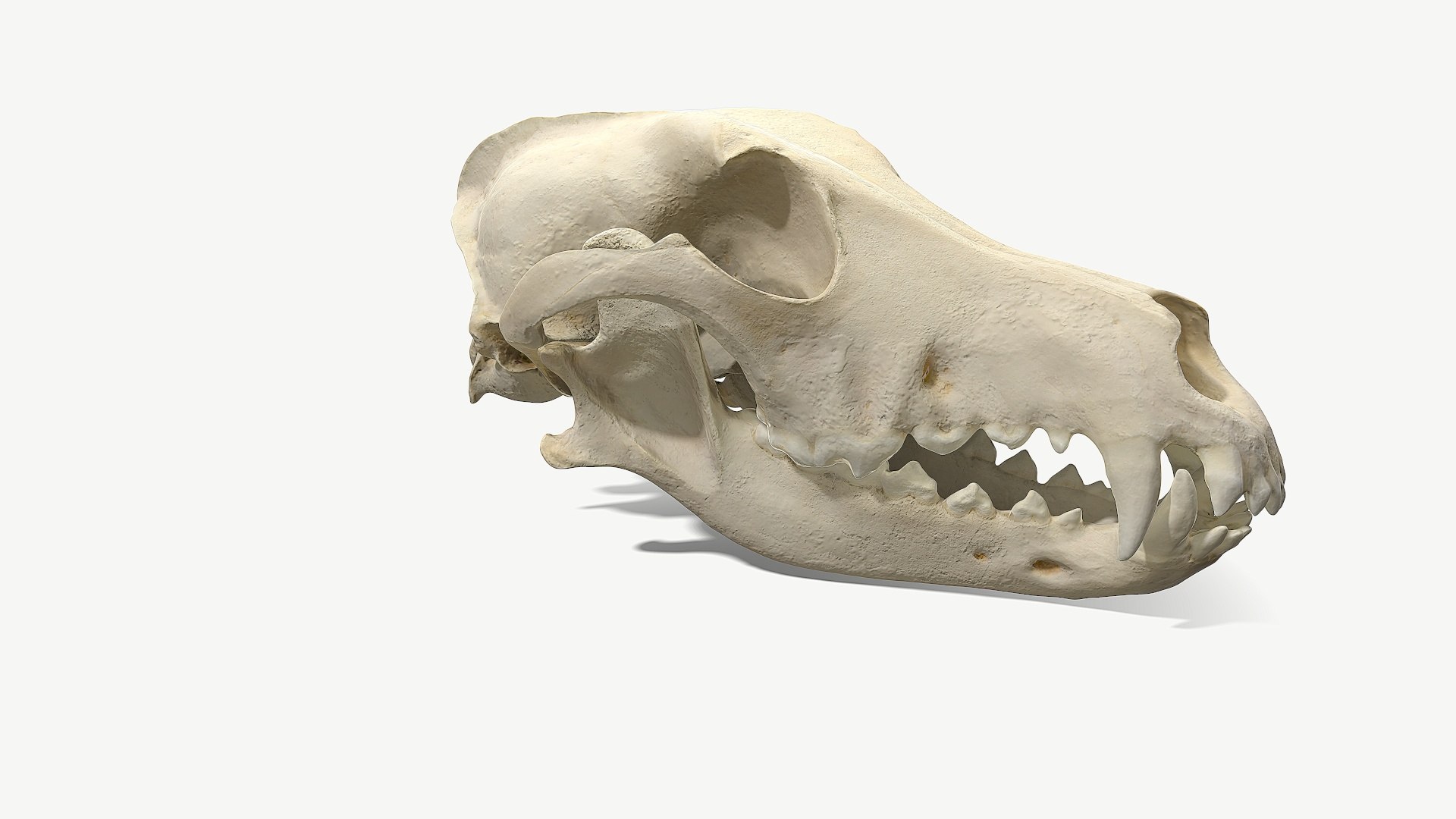 Dog skull 3D model - TurboSquid 1667748