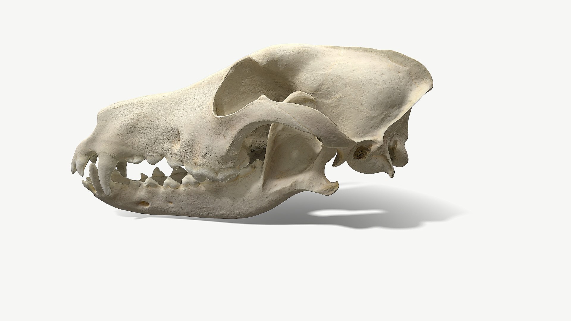 Dog skull 3D model - TurboSquid 1667748
