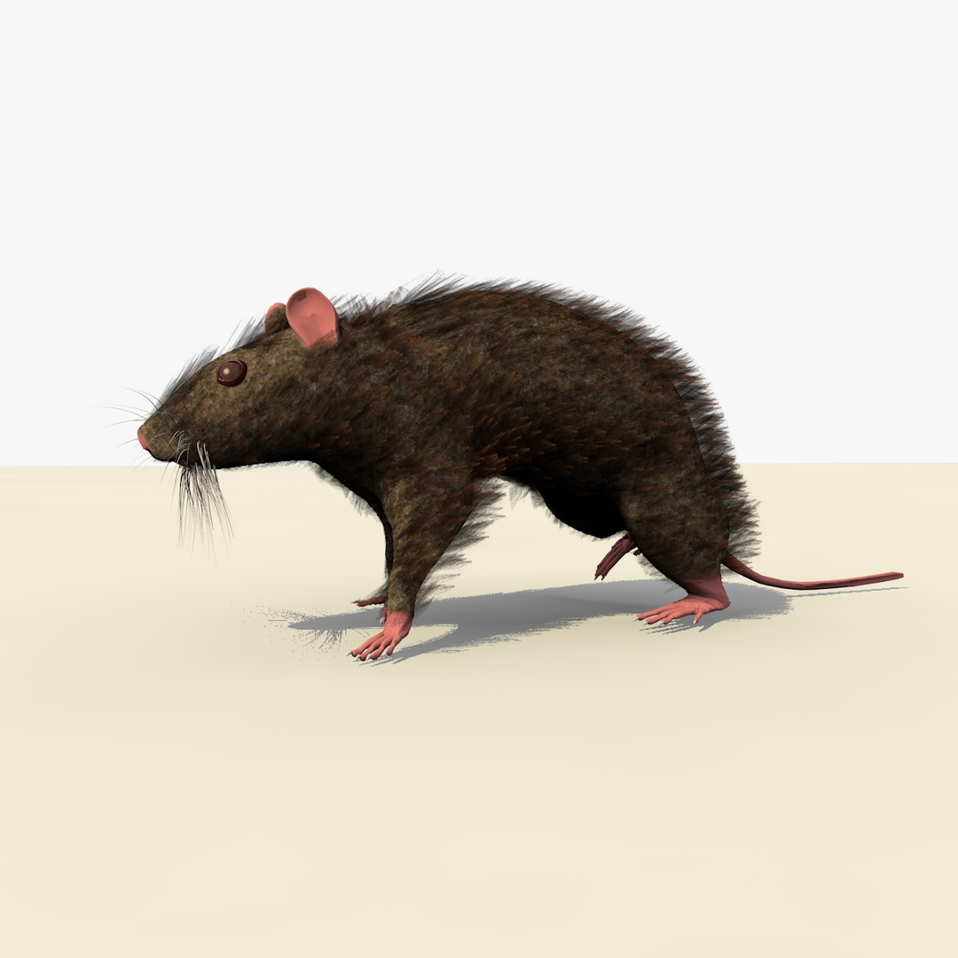 brown mouse animations c4d