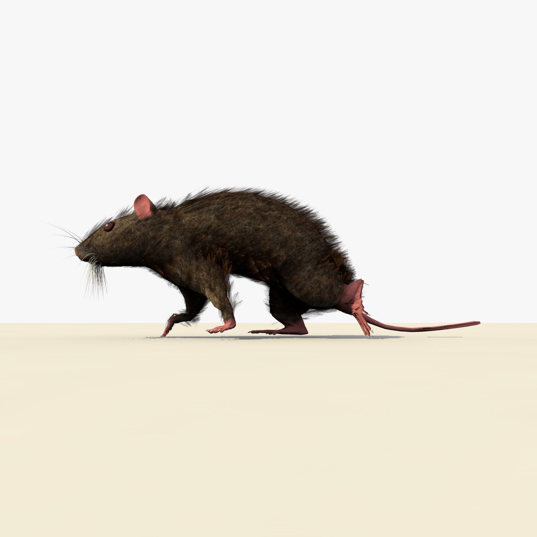 brown mouse animations c4d