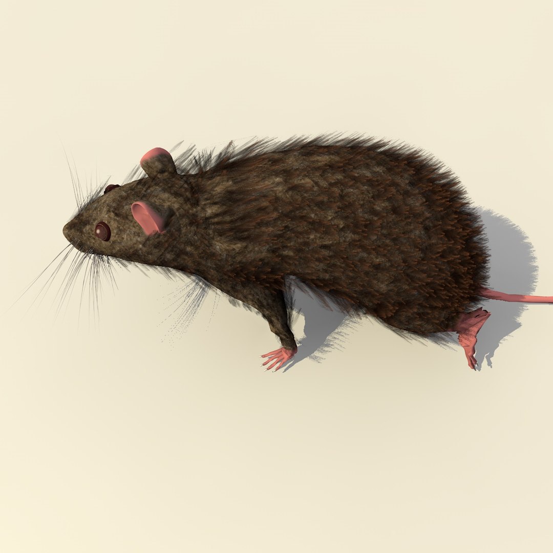 brown mouse animations c4d