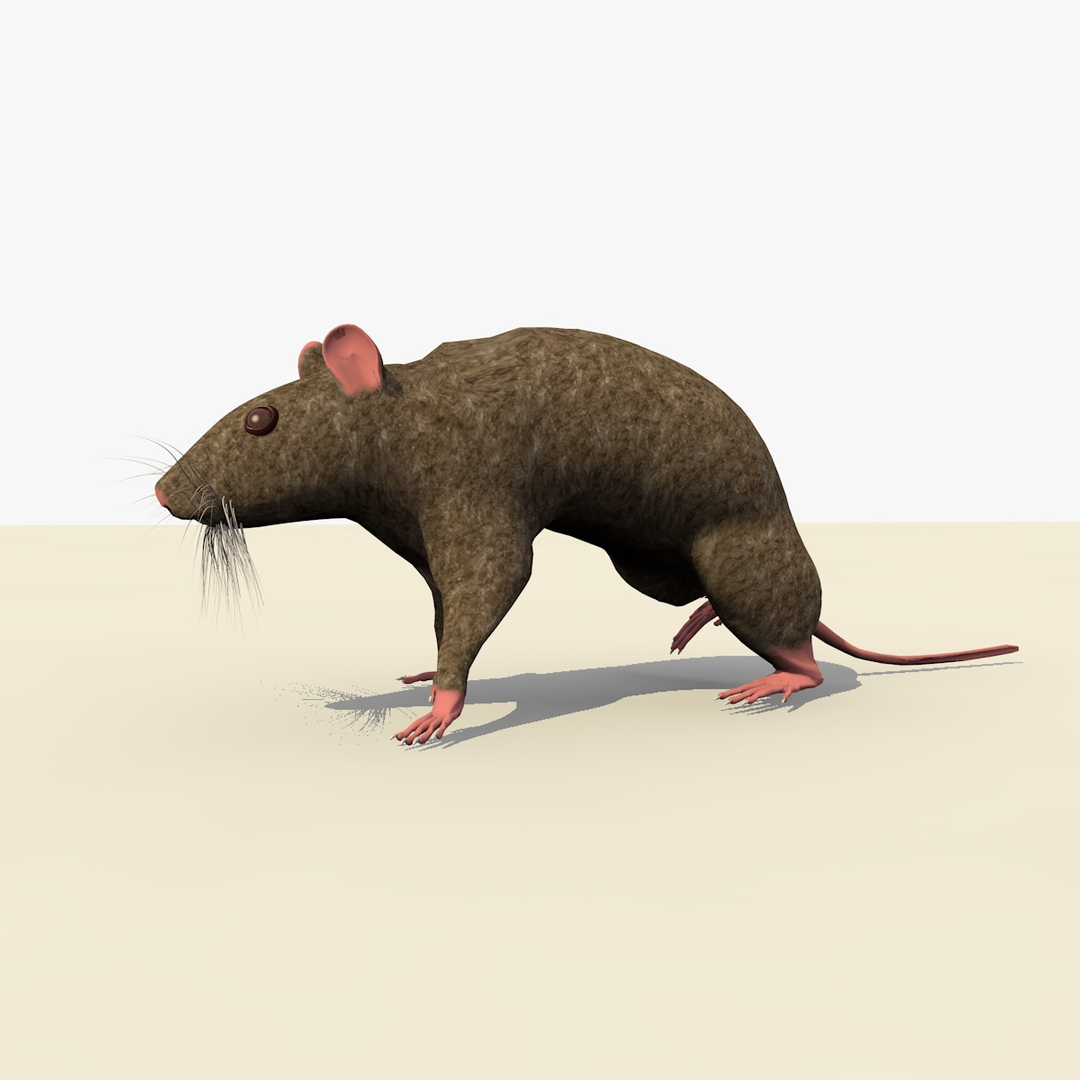 brown mouse animations c4d