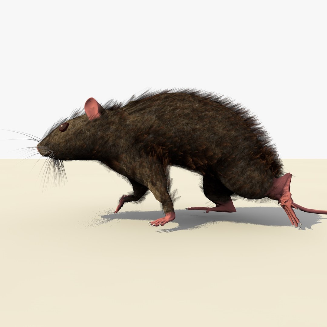 brown mouse animations c4d