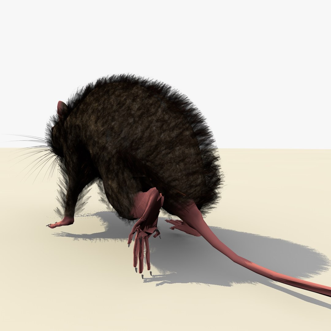 brown mouse animations c4d