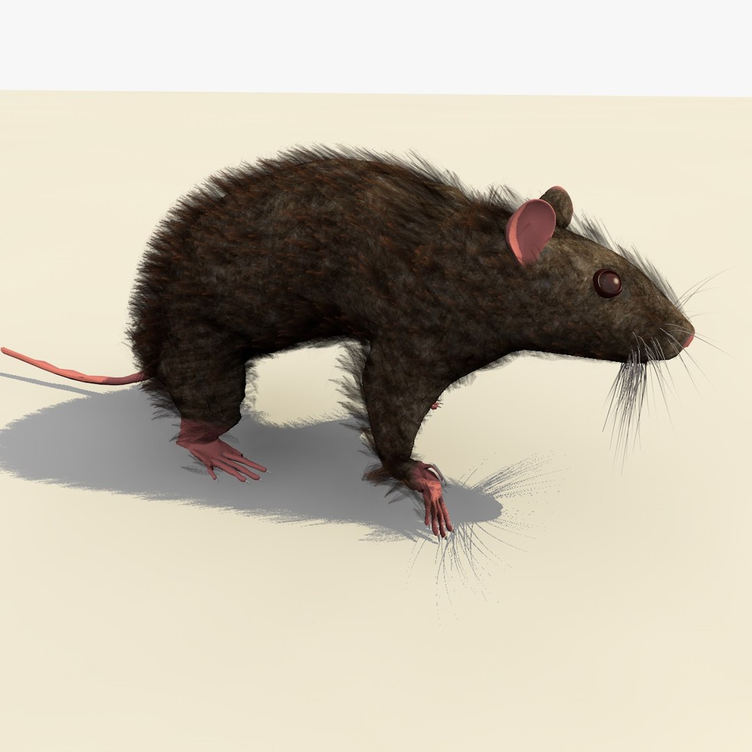 brown mouse animations c4d