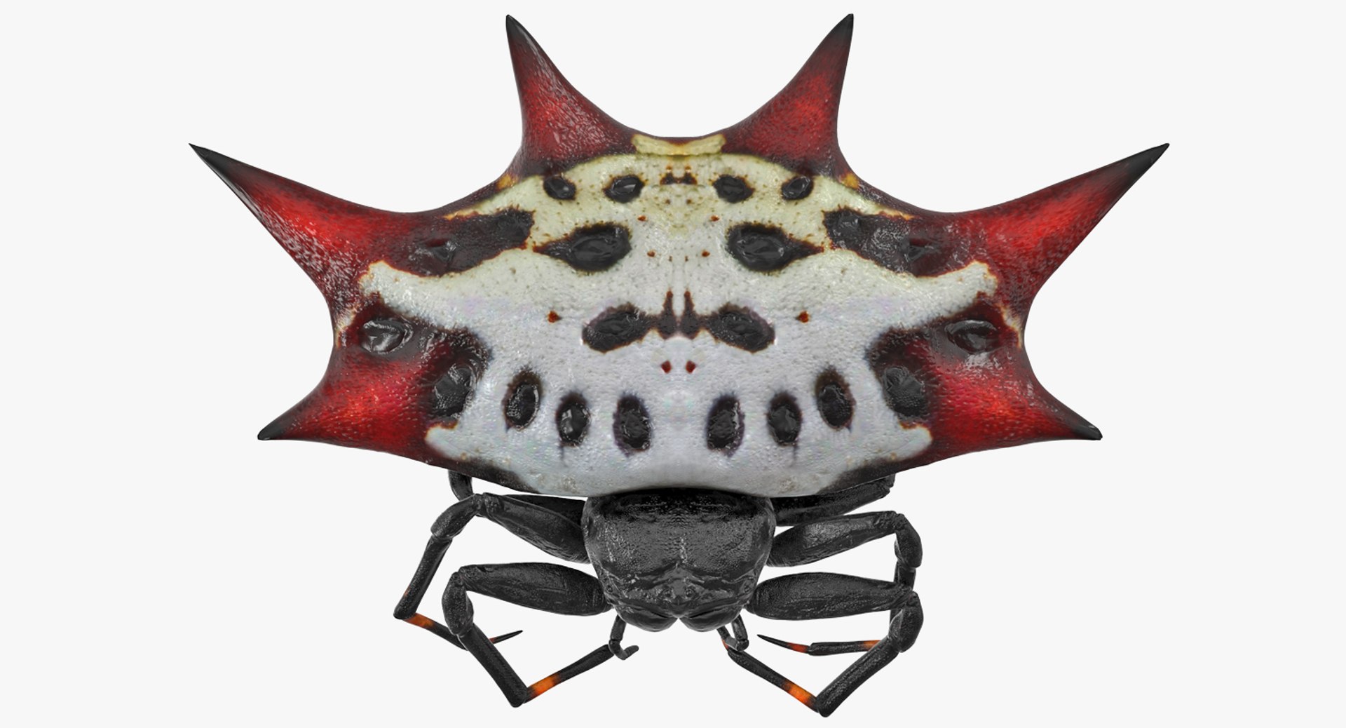 3D gasteracantha spider model - TurboSquid 1167498