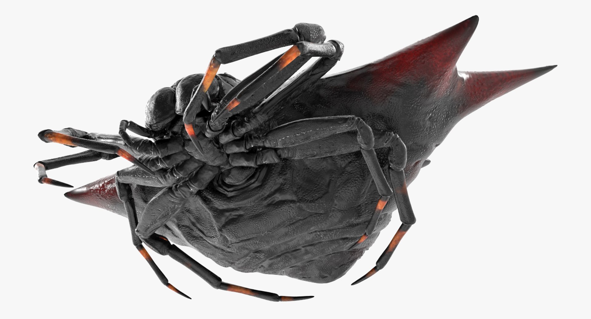 3D Gasteracantha Spider Model - TurboSquid 1167498