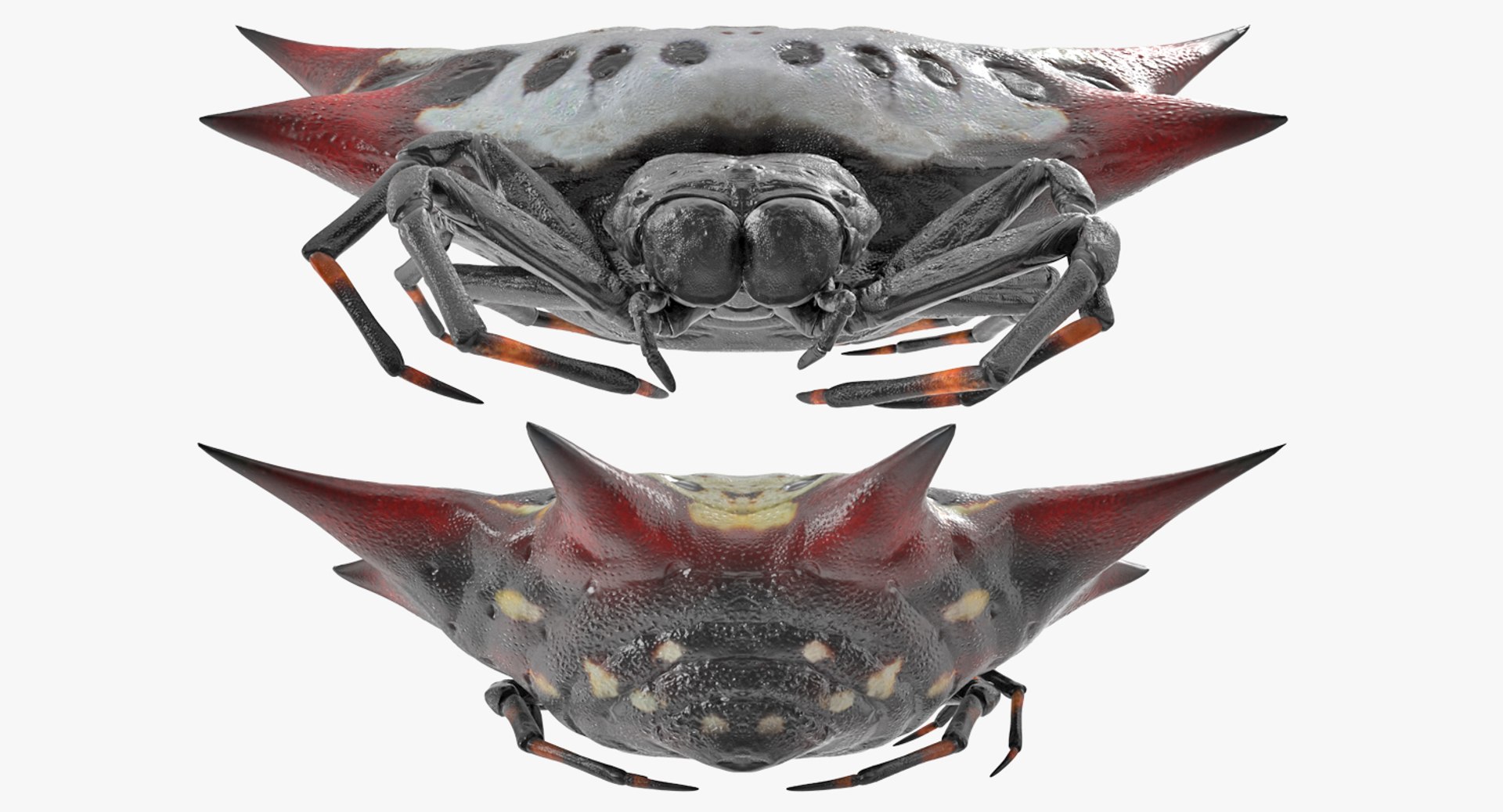 3D Gasteracantha Spider Model - TurboSquid 1167498
