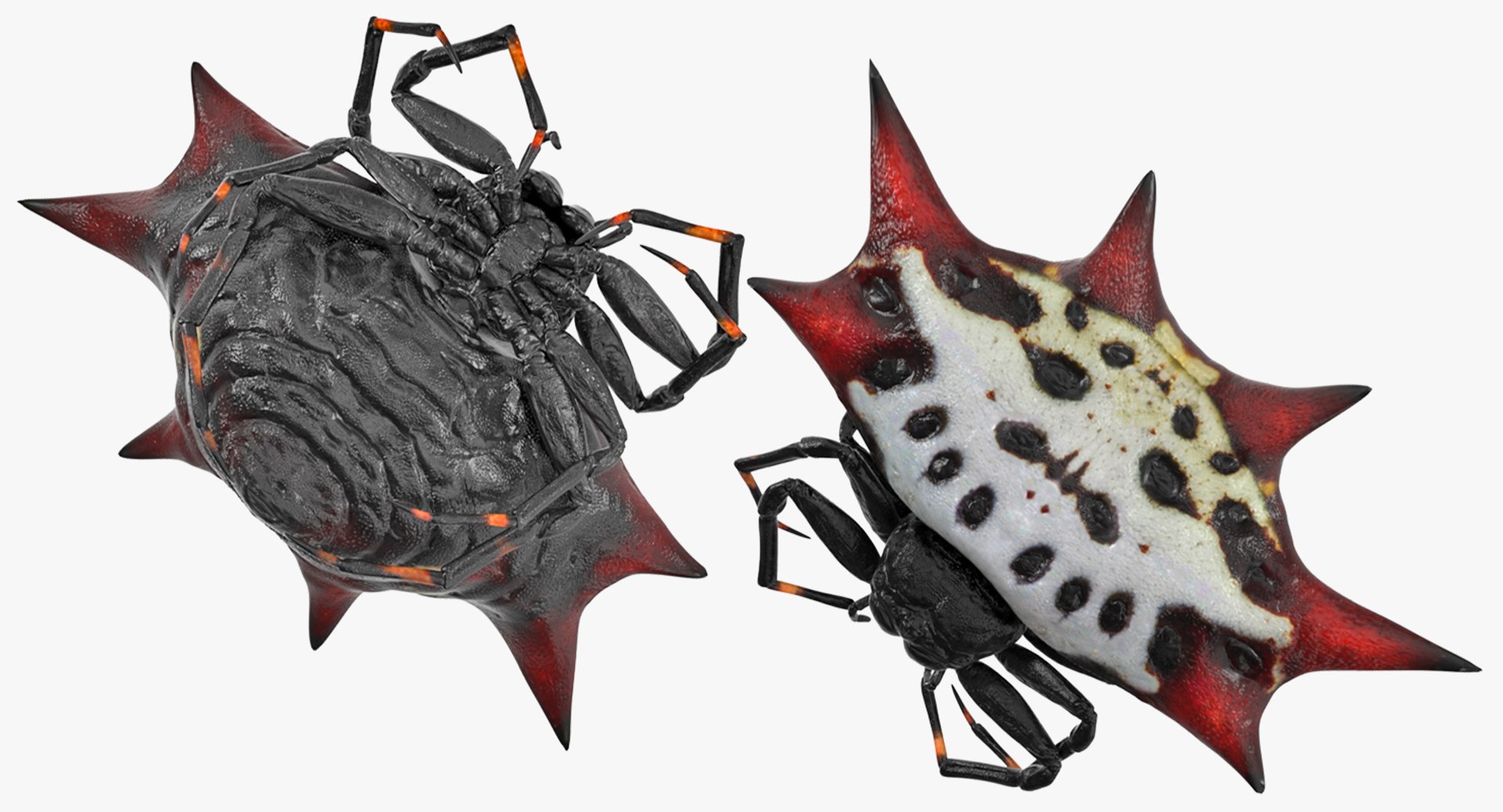 3D Gasteracantha Spider Model - TurboSquid 1167498
