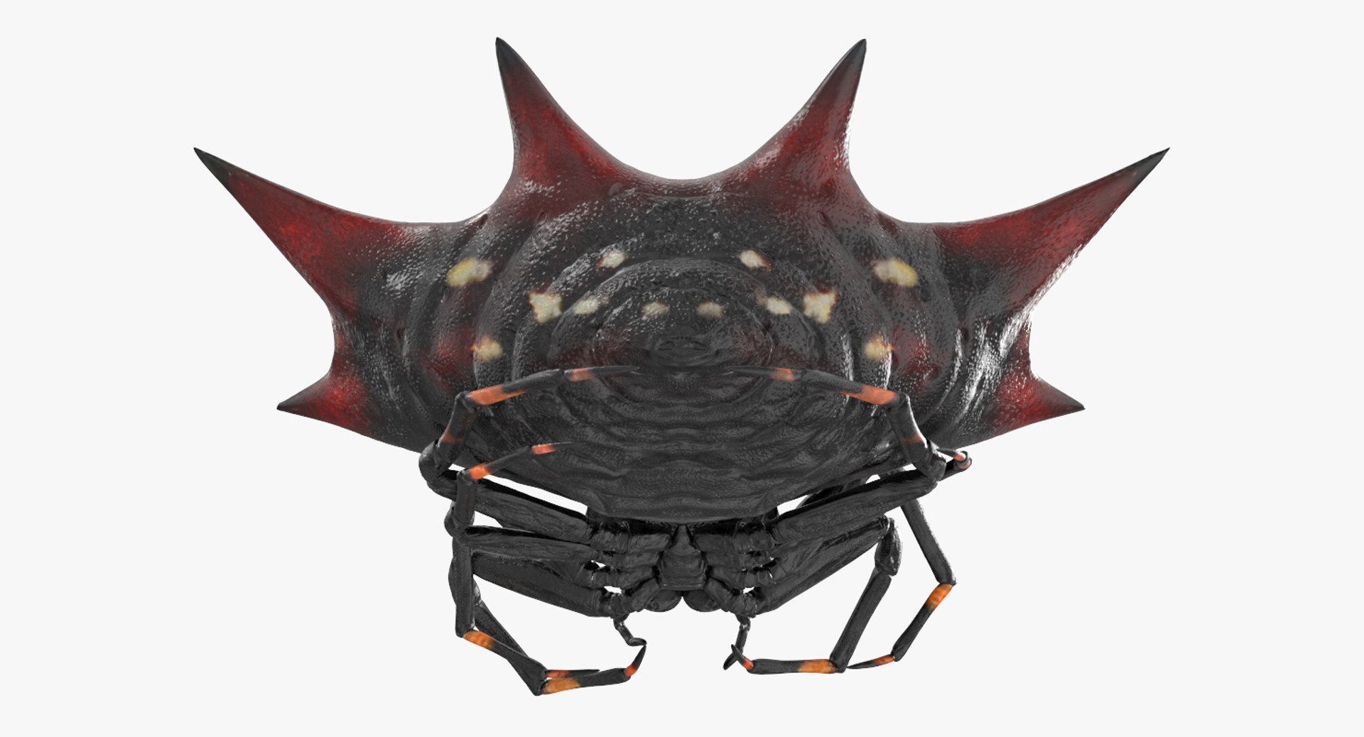 3D Gasteracantha Spider Model - TurboSquid 1167498