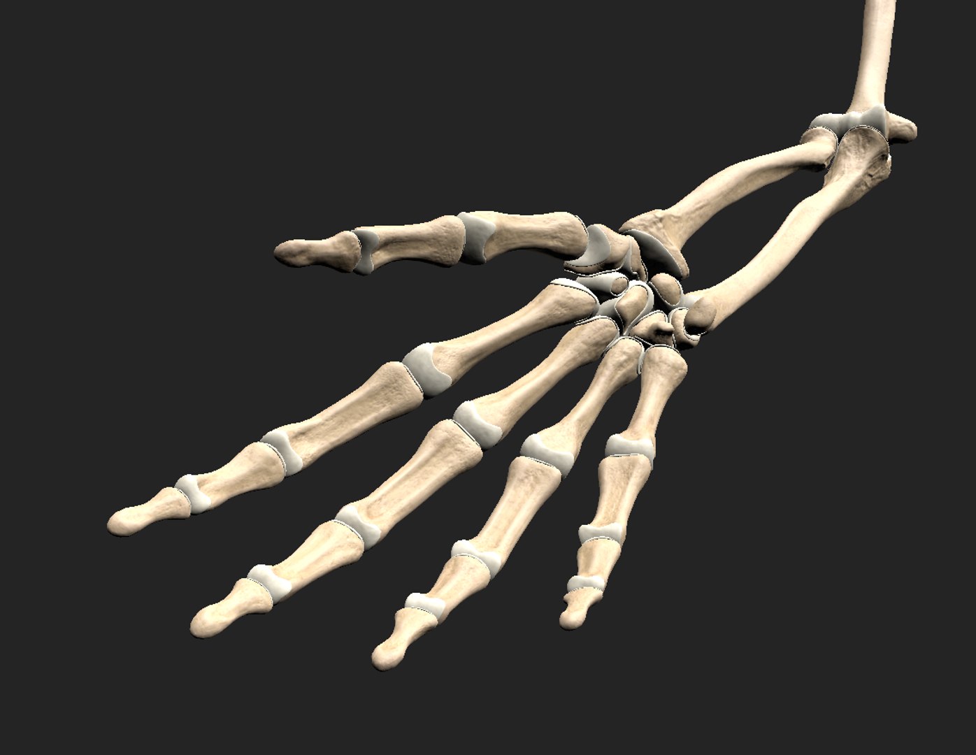 3D Arm Skeleton Pbr Model - TurboSquid 1462895