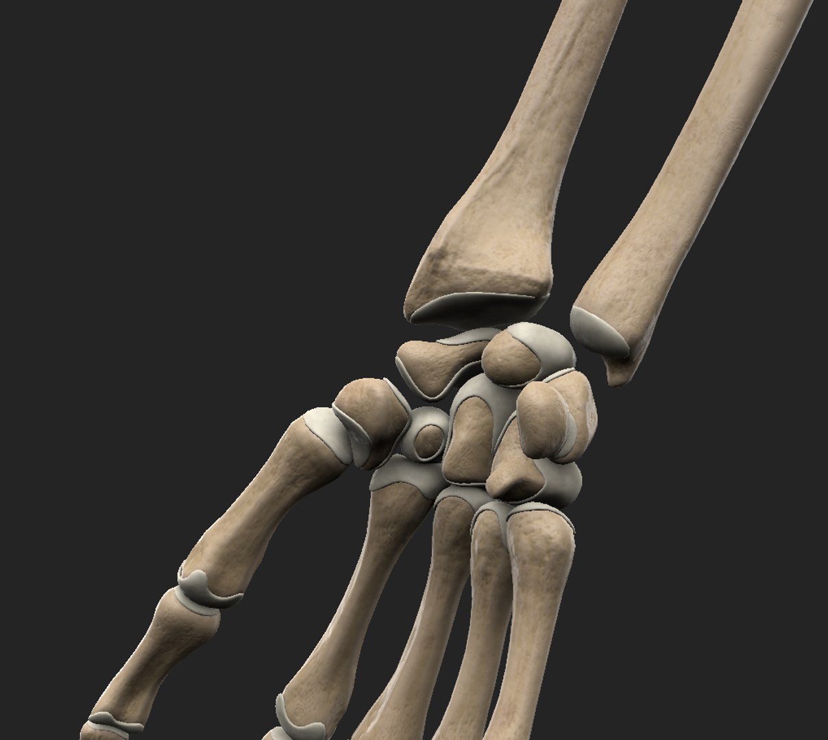 3D Arm Skeleton Pbr Model - TurboSquid 1462895