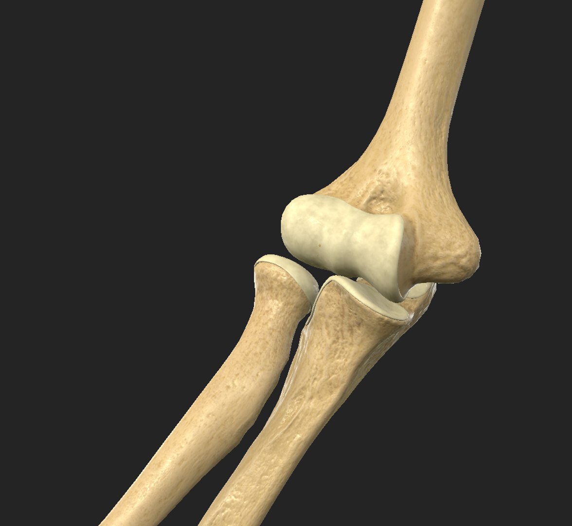 3D Arm Skeleton Pbr Model - TurboSquid 1462895