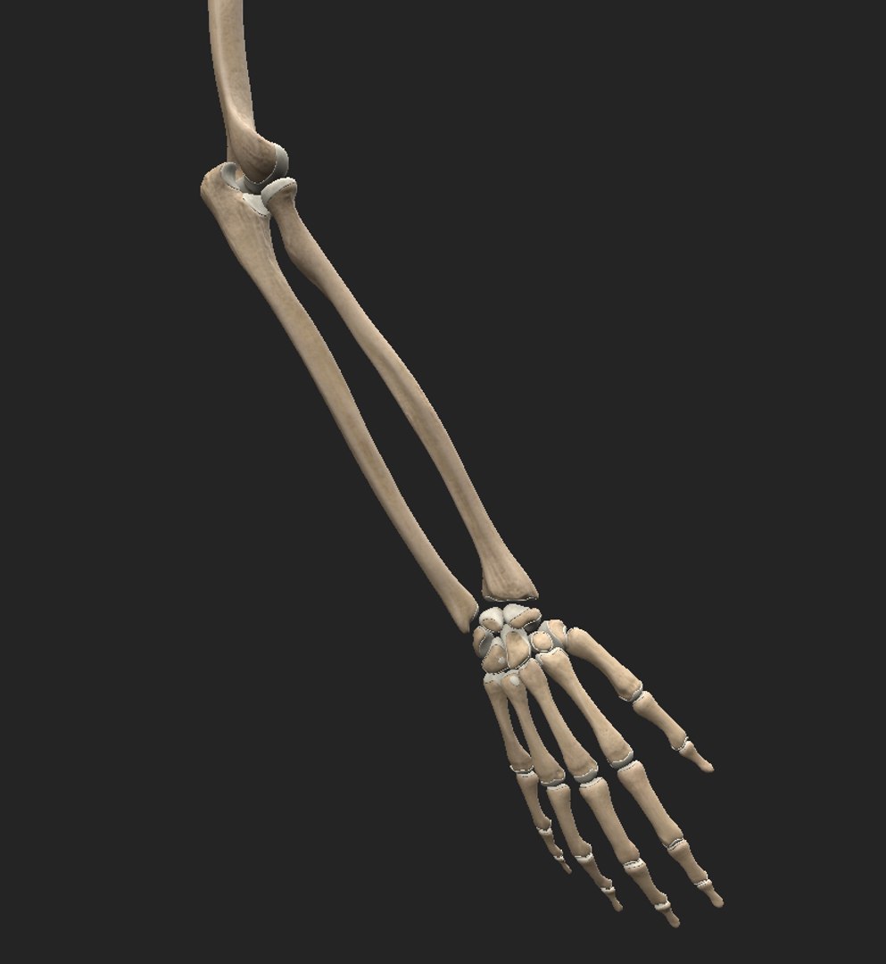 3D Arm Skeleton Pbr Model - TurboSquid 1462895